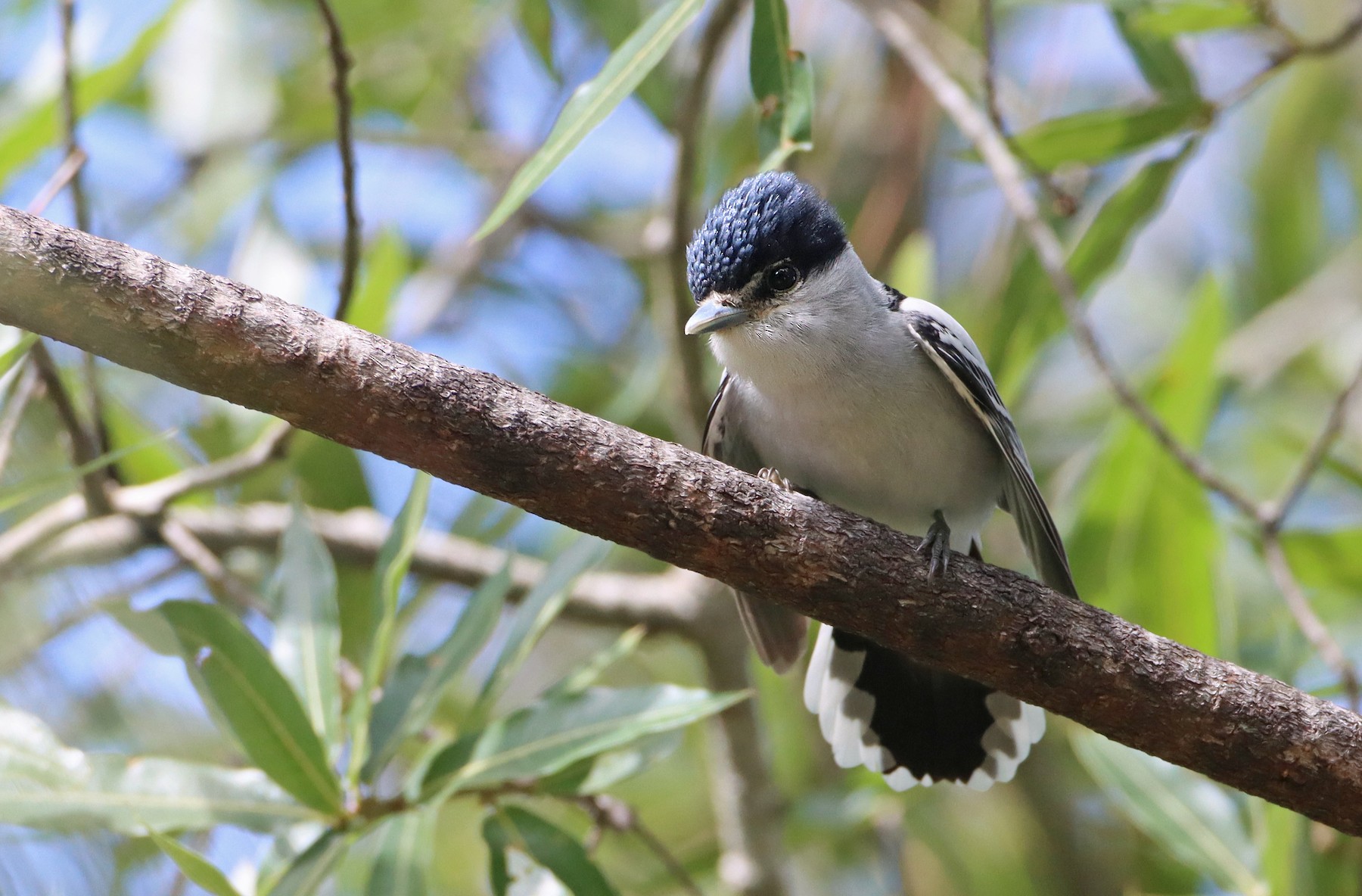 Gray-collared Becard (Western) - eBird