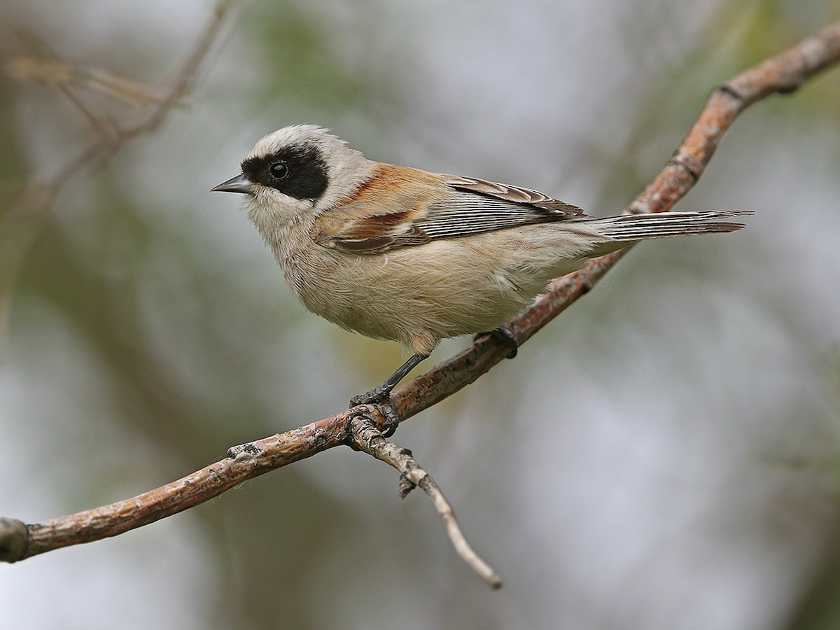 White-crowned Penduline-Tit - Remiz coronatus - Birds of the World