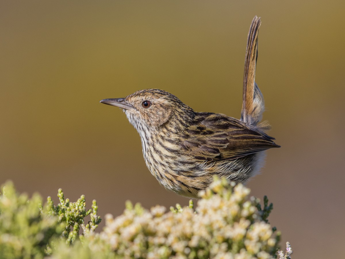 Striated Fieldwren - Calamanthus fuliginosus - Birds of the World