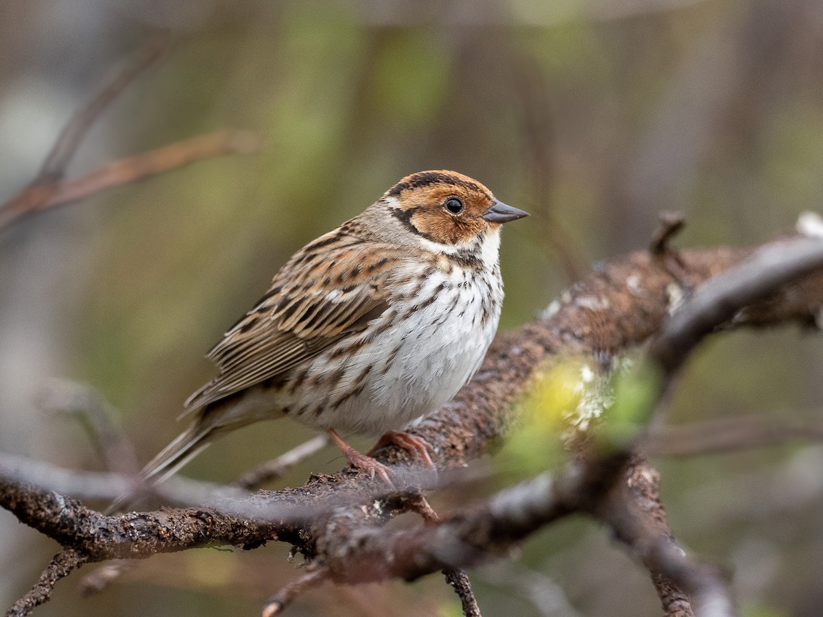 Little Bunting - Emberiza pusilla - Birds of the World