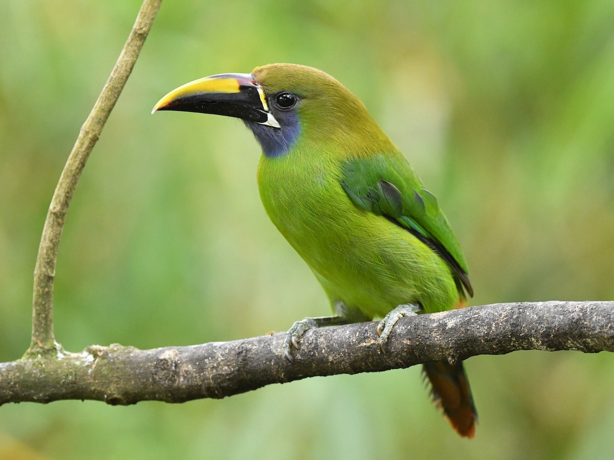 Northern Emerald-Toucanet - Aulacorhynchus prasinus - Birds of the World
