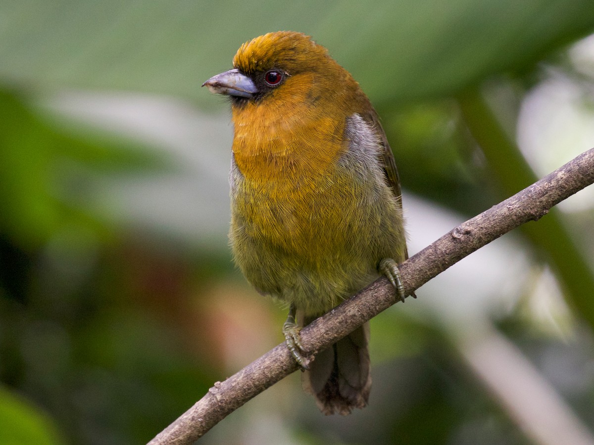 Prong-billed Barbet - Semnornis frantzii - Birds of the World