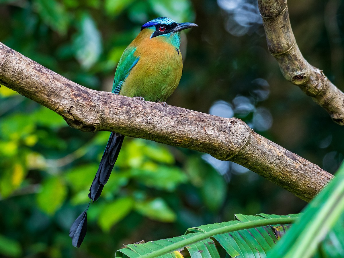 Lesson's Motmot - Momotus lessonii - Birds of the World