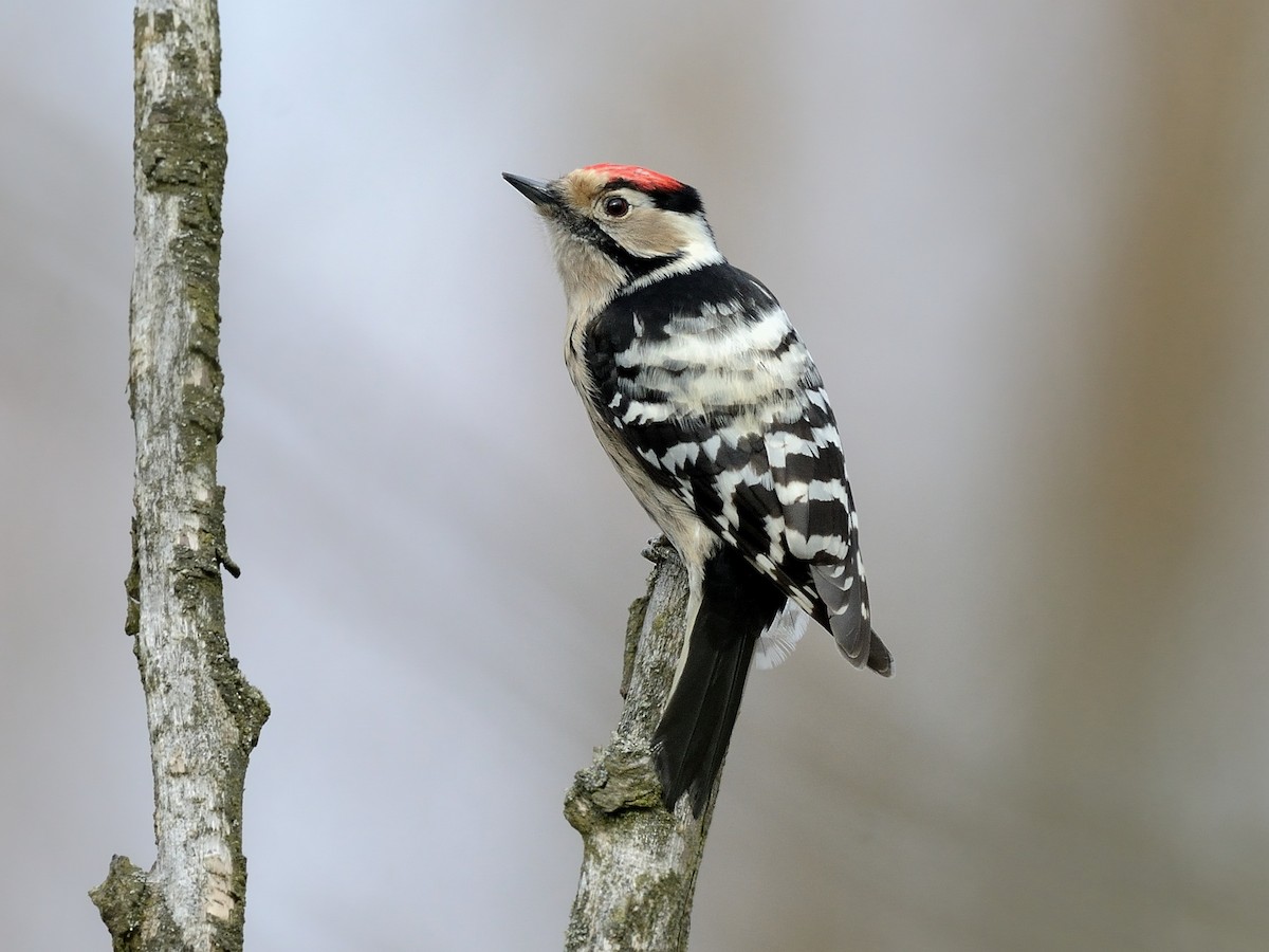 Lesser Spotted Woodpecker - Dryobates minor - Birds of the World