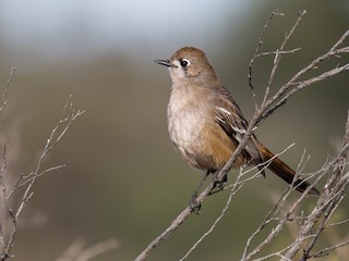 Southern Scrub-Robin - Drymodes brunneopygia - Birds of the World