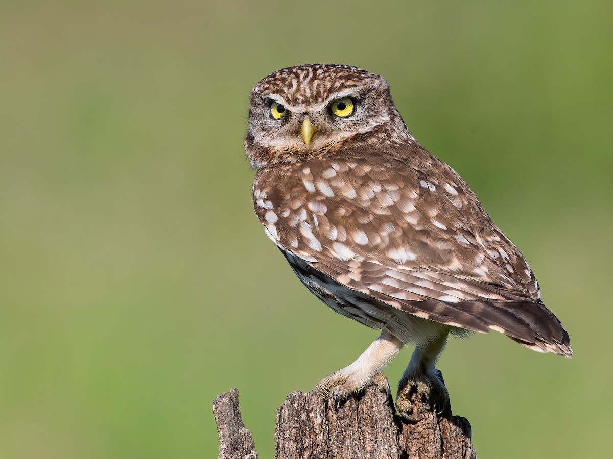 Little Owl - Athene noctua - Birds of the World
