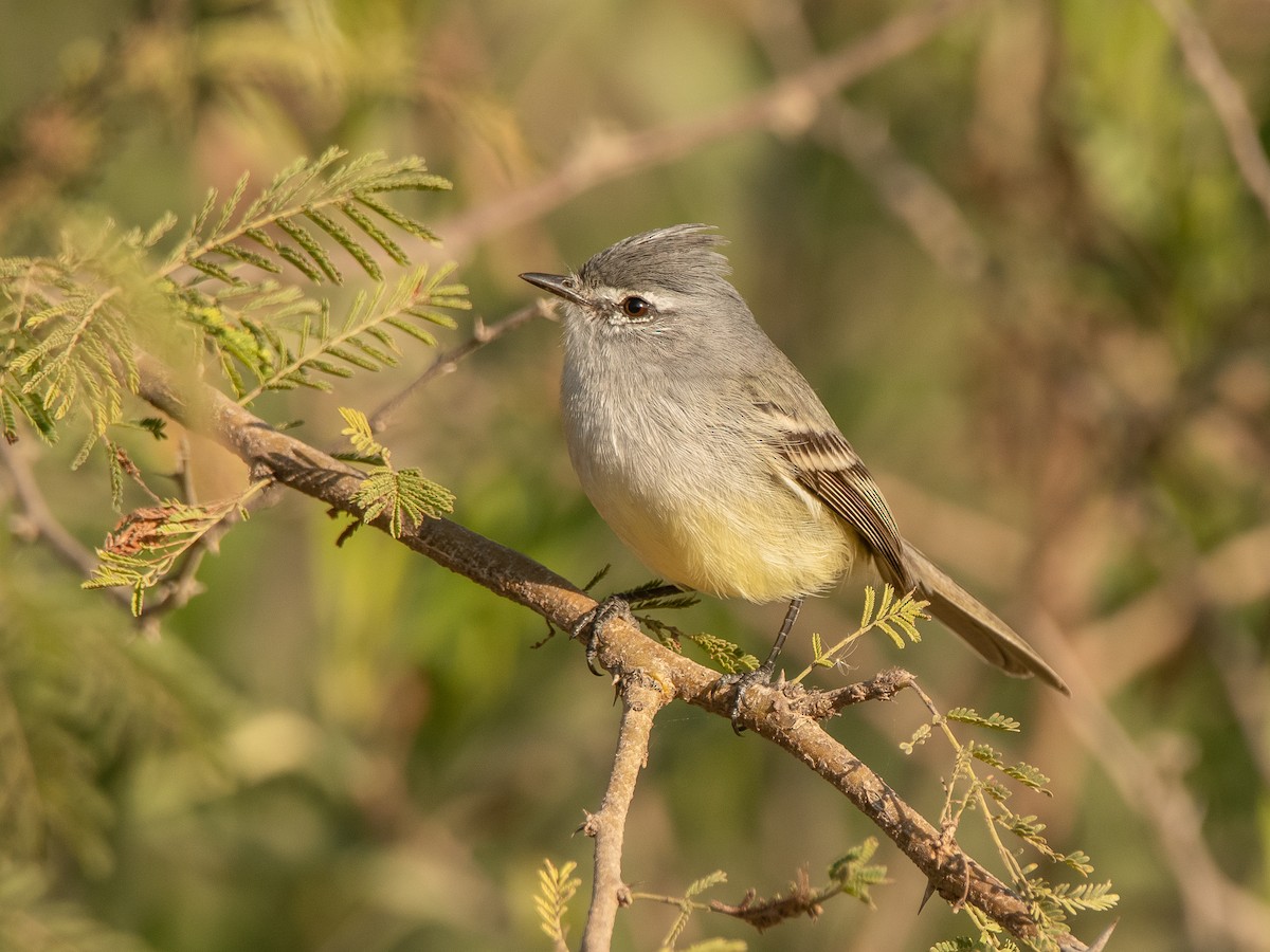 Straneck's Tyrannulet - Serpophaga griseicapilla - Birds of the World
