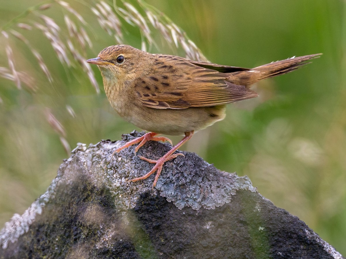 Common Grasshopper Warbler - Locustella naevia - Birds of the World