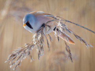 Bearded Reedling - Panurus biarmicus - Birds of the World