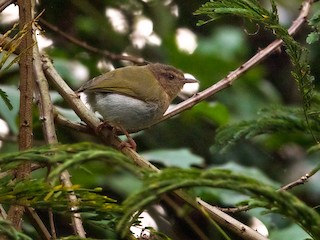 Green Crombec - Sylvietta virens - Birds of the World