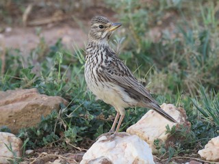 Large-billed Lark - Galerida magnirostris - Birds of the World