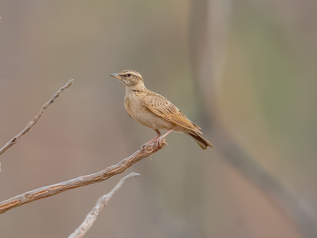 Sun Lark - Galerida modesta - Birds of the World