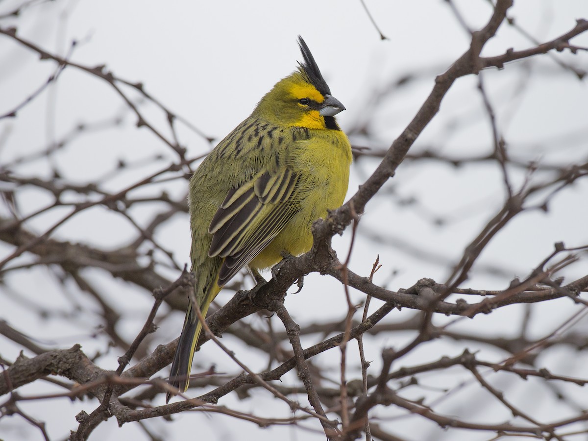 Yellow Cardinal - Gubernatrix cristata - Birds of the World