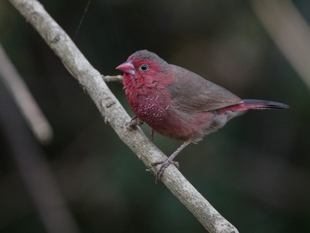 Bar-breasted Firefinch - Lagonosticta rufopicta - Birds of the World