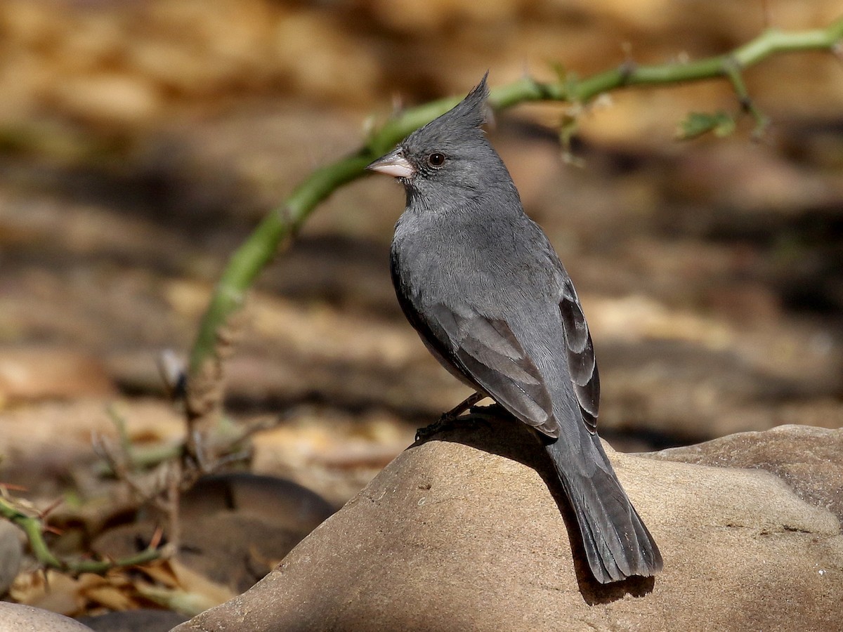 Gray-crested Finch - Lophospingus griseocristatus - Birds of the World
