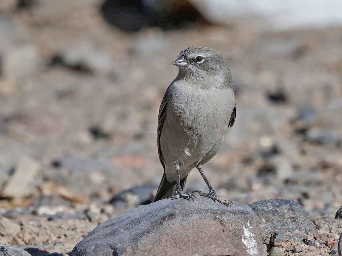 Ash-breasted Sierra Finch - Geospizopsis plebejus - Birds of the World