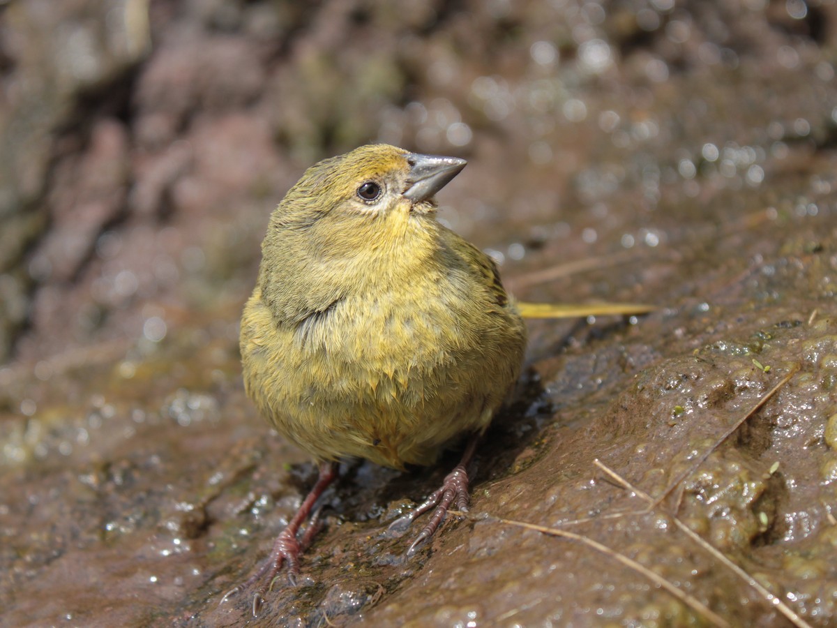 Inaccessible Island Finch - Nesospiza acunhae - Birds of the World