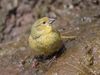 Inaccessible Island Finch - Nesospiza acunhae - Birds of the World