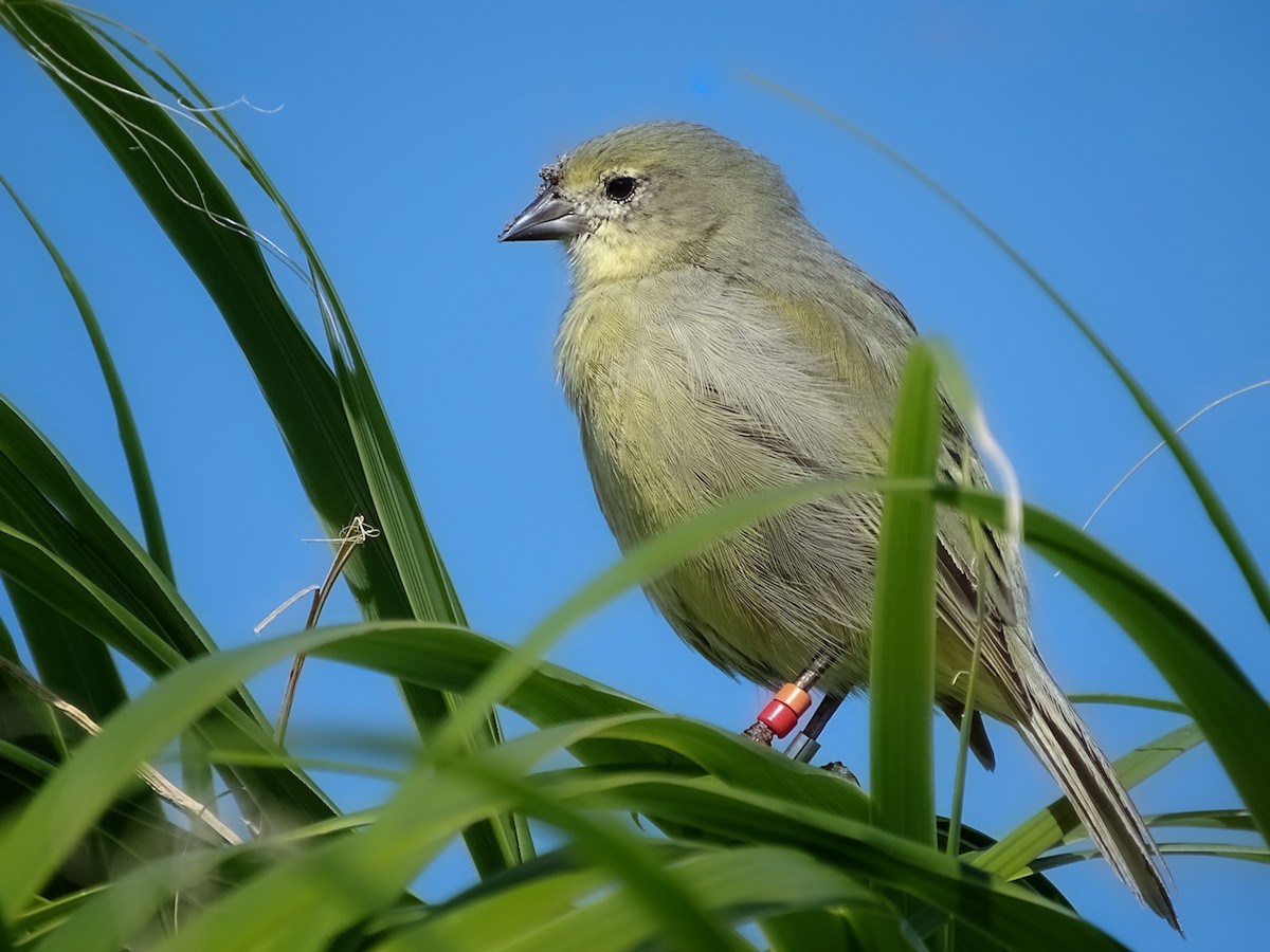 Nightingale Island Finch - Nesospiza questi - Birds of the World