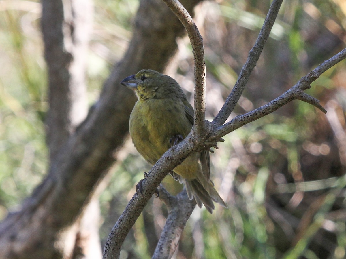 Wilkins's Finch - Nesospiza wilkinsi - Birds of the World