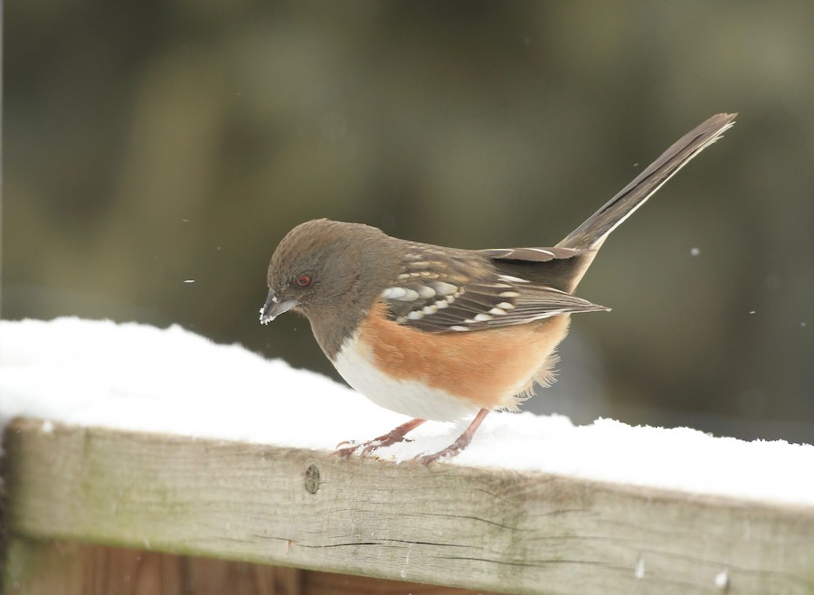 Spotted Towhee (arcticus) - eBird