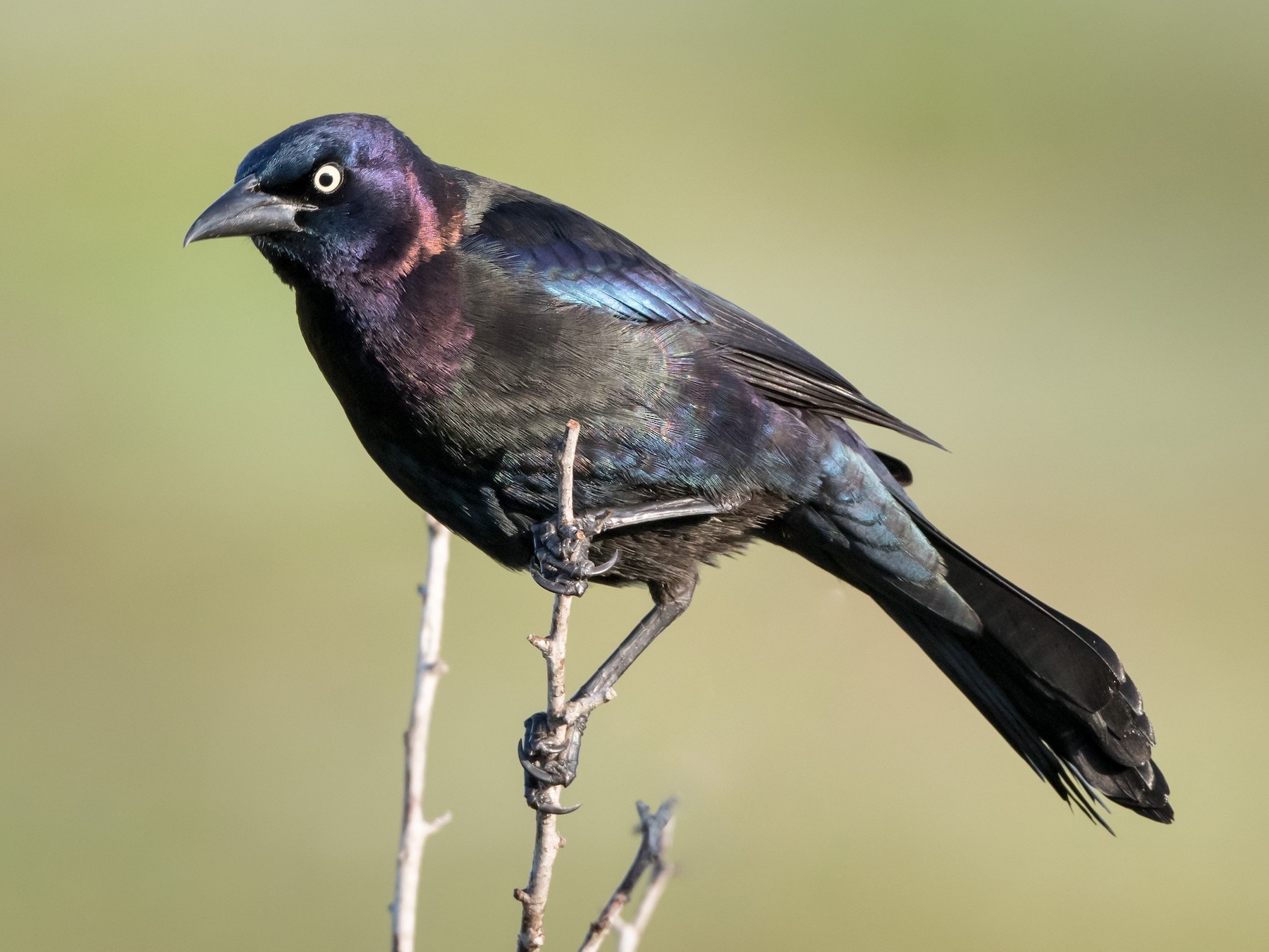Common Grackle - eBird