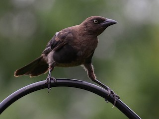 Common Grackle - eBird