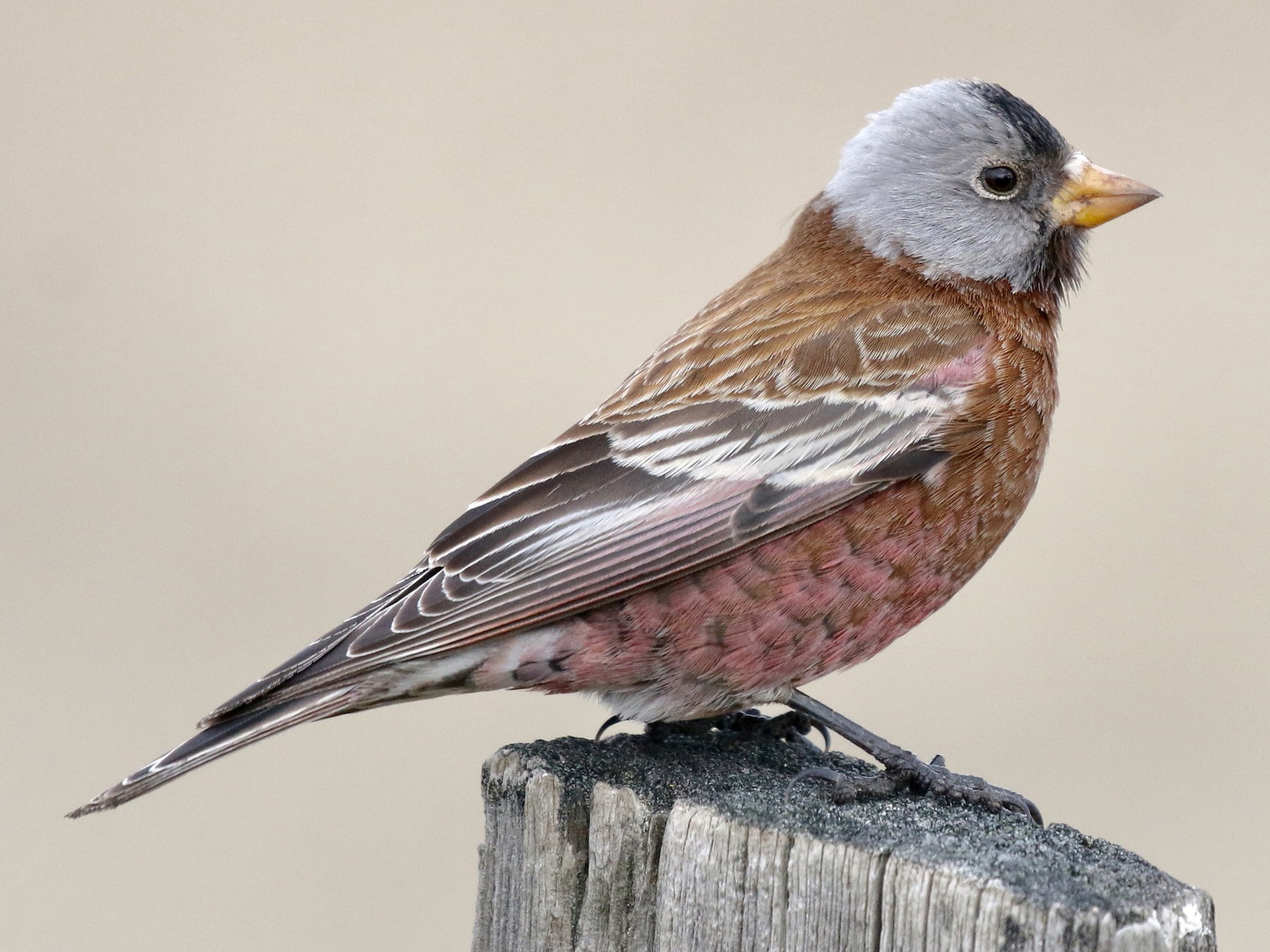 Gray-crowned Rosy-Finch - eBird