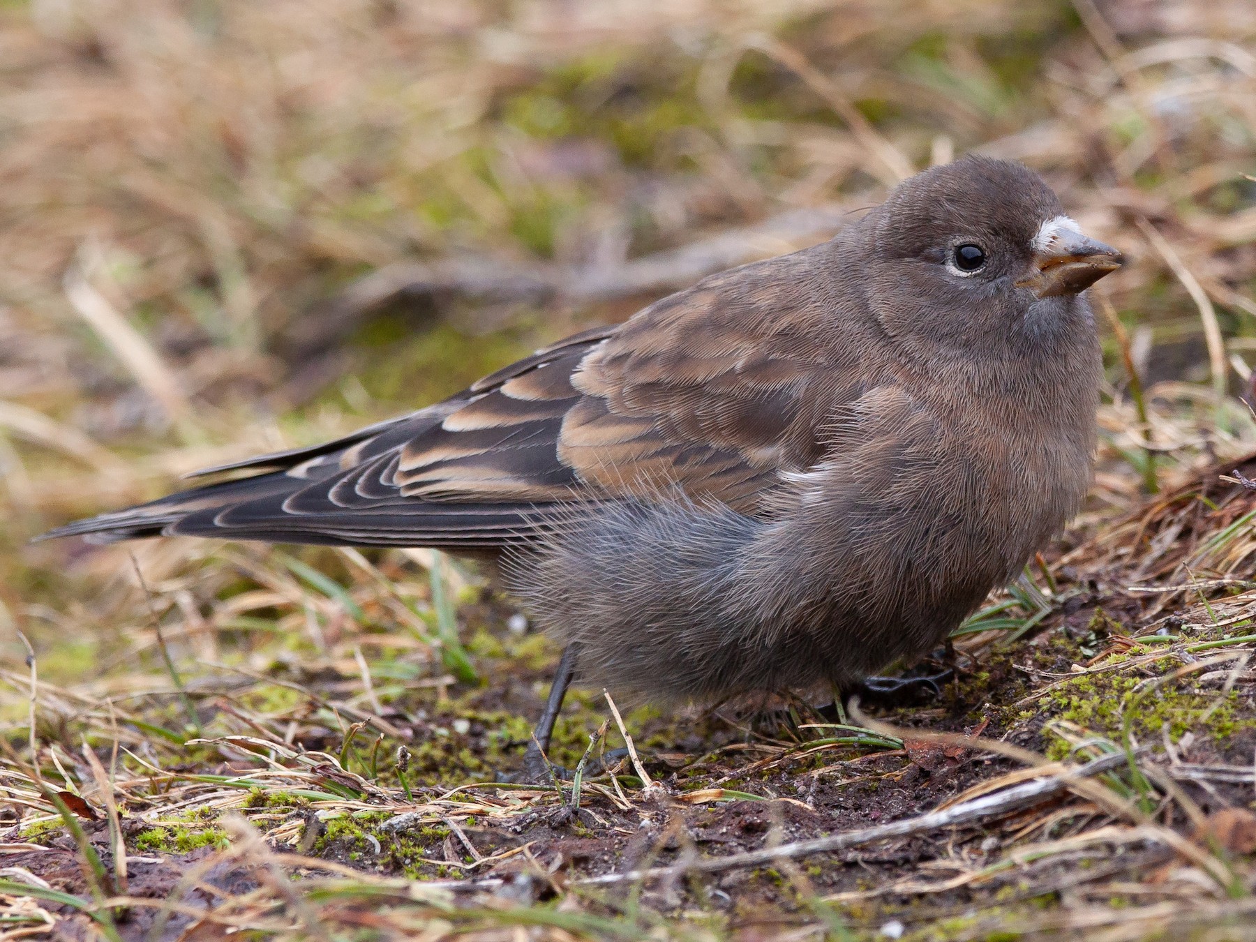 Gray-crowned Rosy-Finch - eBird