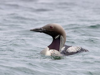 Arctic Loon - eBird