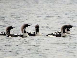 Arctic Loon - eBird