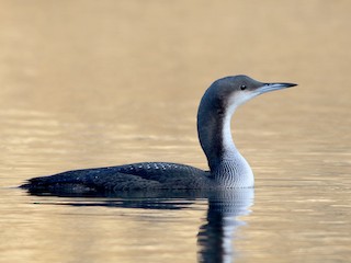 Arctic Loon - eBird