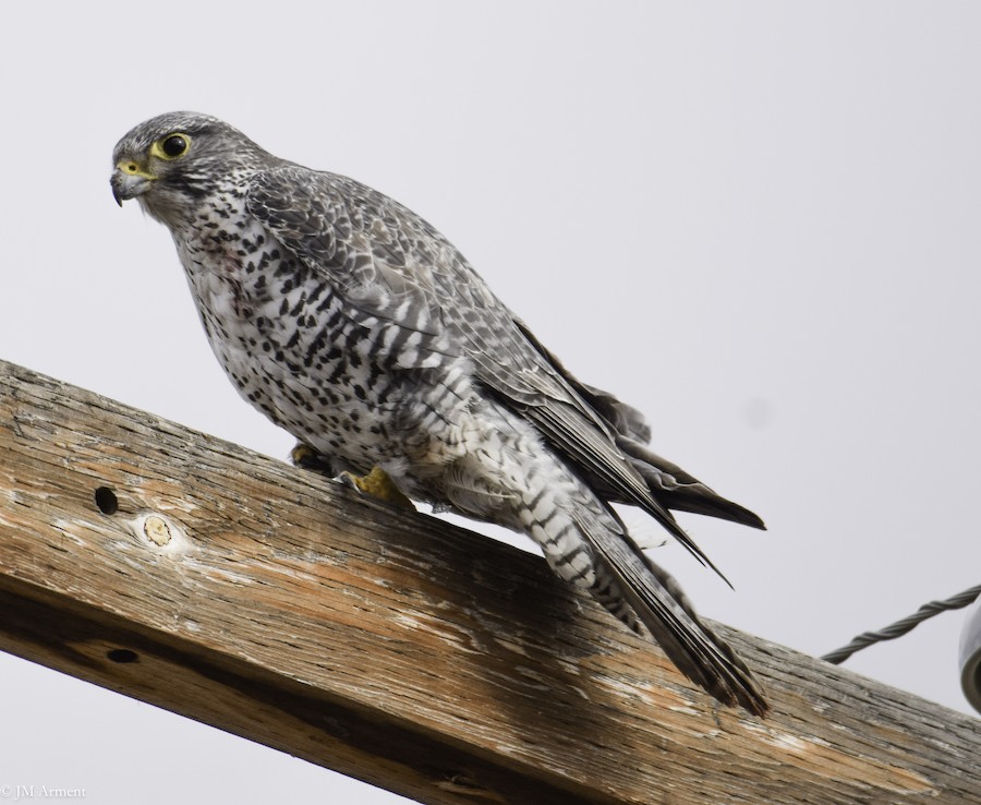 diurnal raptor sp. - eBird