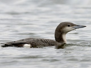 Arctic Loon - eBird