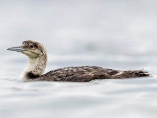 Pacific Loon - eBird