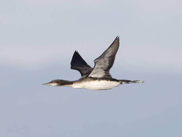 Common Loon Flying
