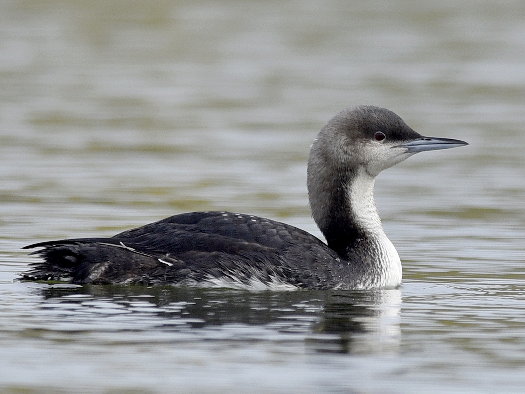 Pacific Loon - eBird