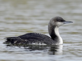 Pacific Loon - eBird