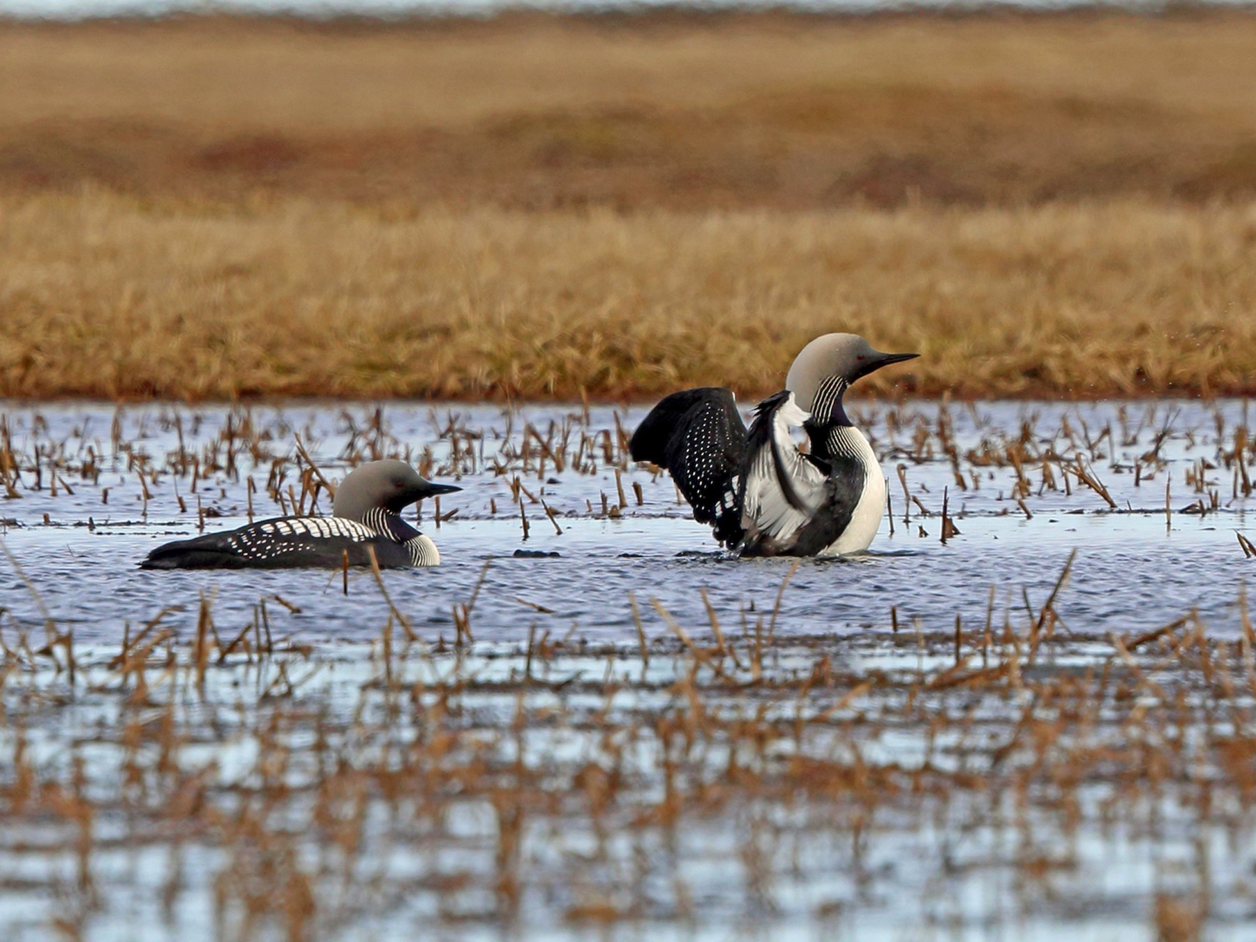 Pacific Diver - eBird