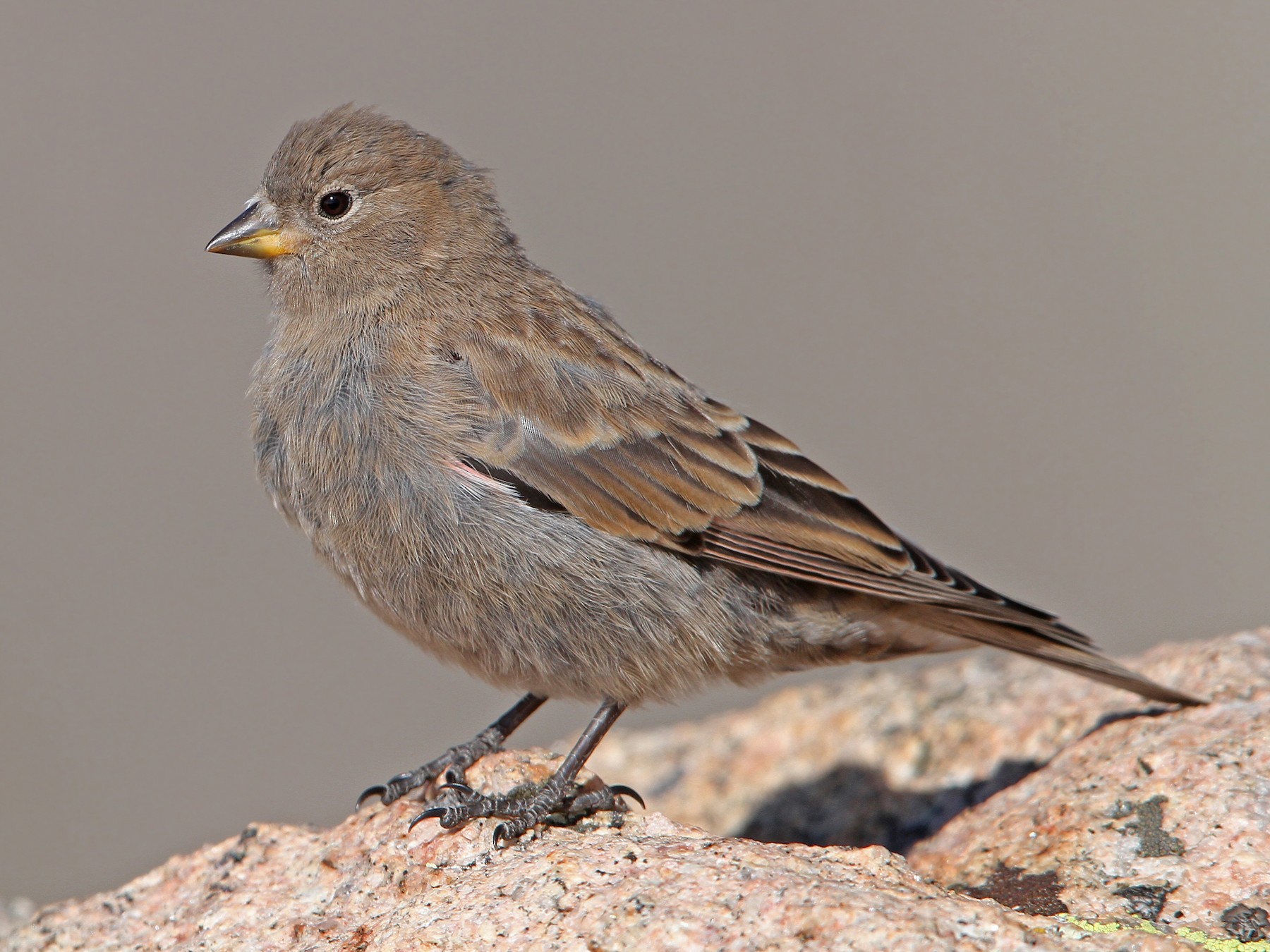Brown-capped Rosy-Finch - eBird