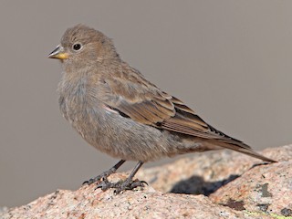 Brown-capped Rosy-Finch - eBird