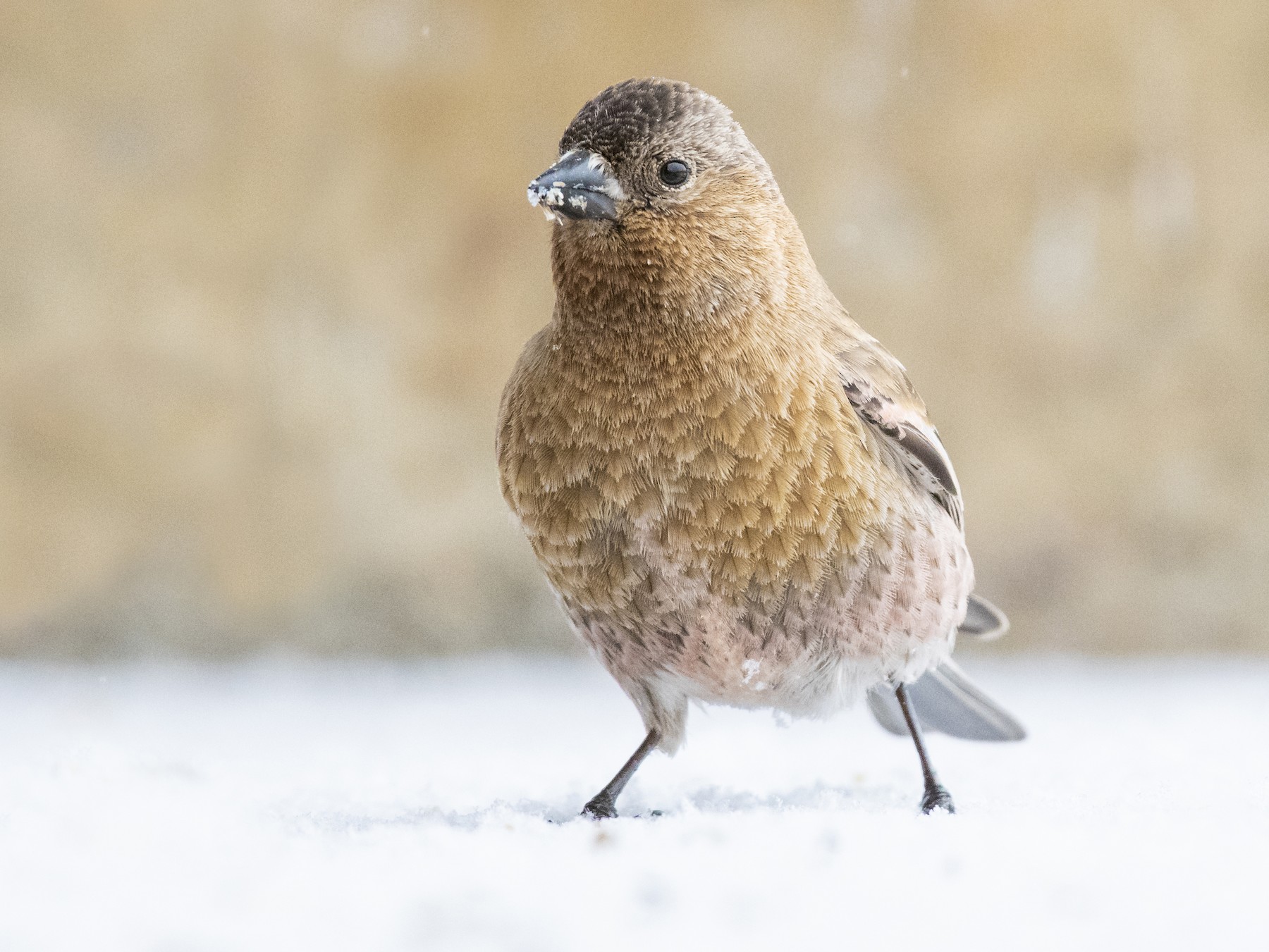 Brown-capped Rosy-Finch - eBird