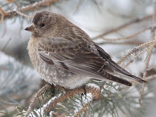 Brown-capped Rosy-Finch - eBird