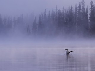 Common Loon - Pennsylvania Bird Atlas