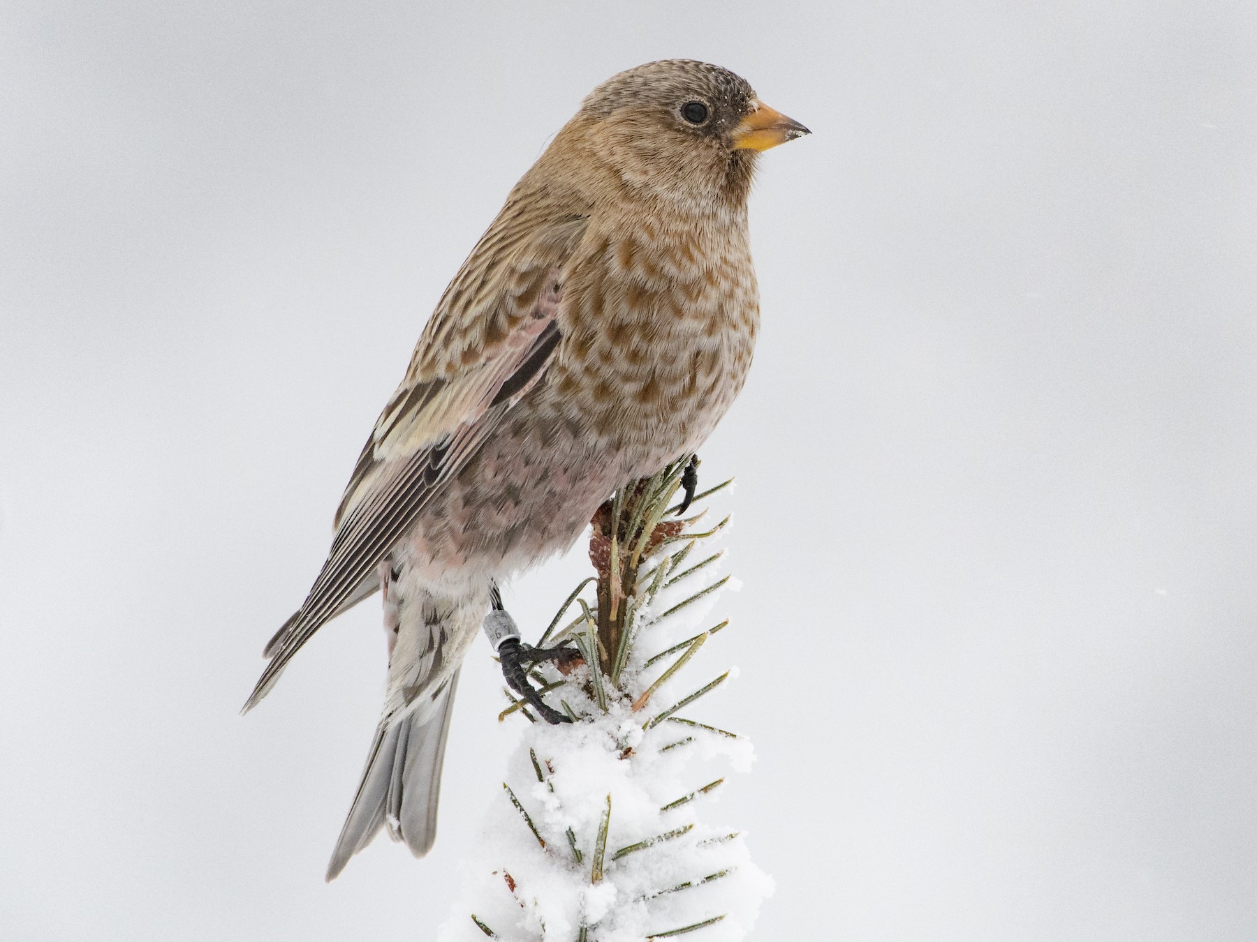 Brown-capped Rosy-Finch - eBird