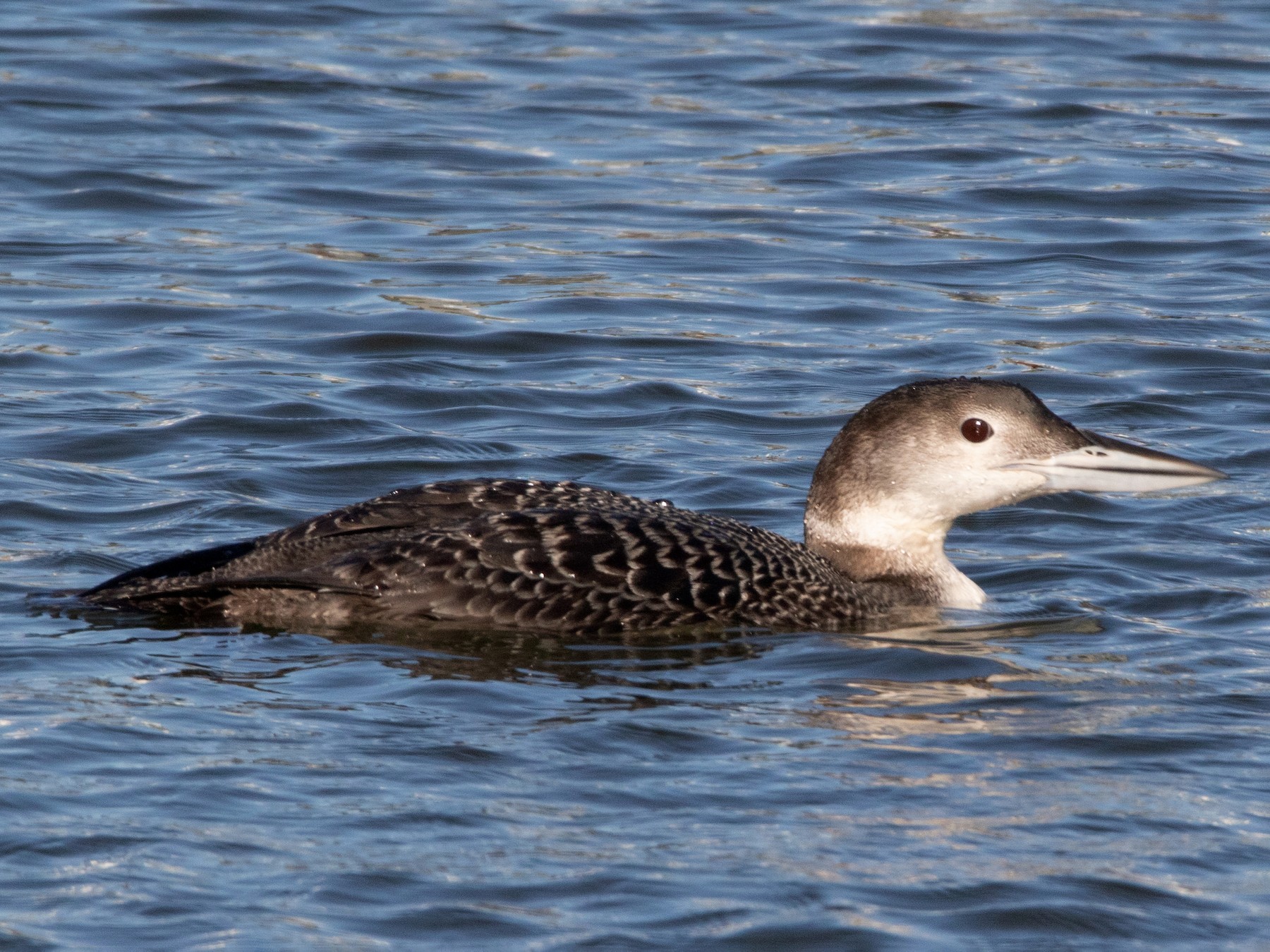 Common Loon - eBird