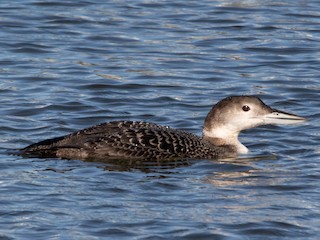 Common Loon - eBird