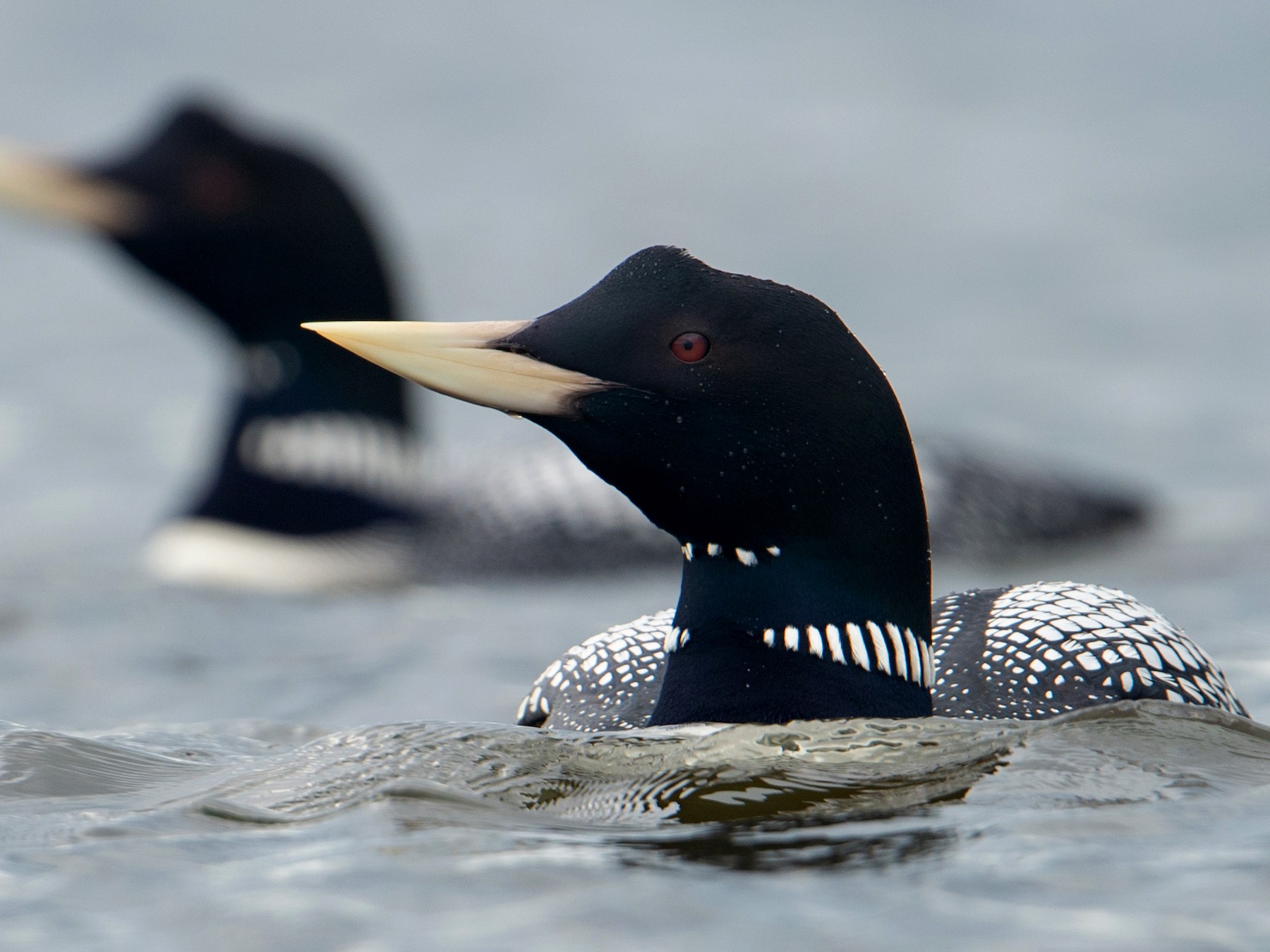 Yellow-billed Loon - eBird