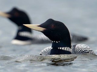 Yellow-billed Loon - eBird