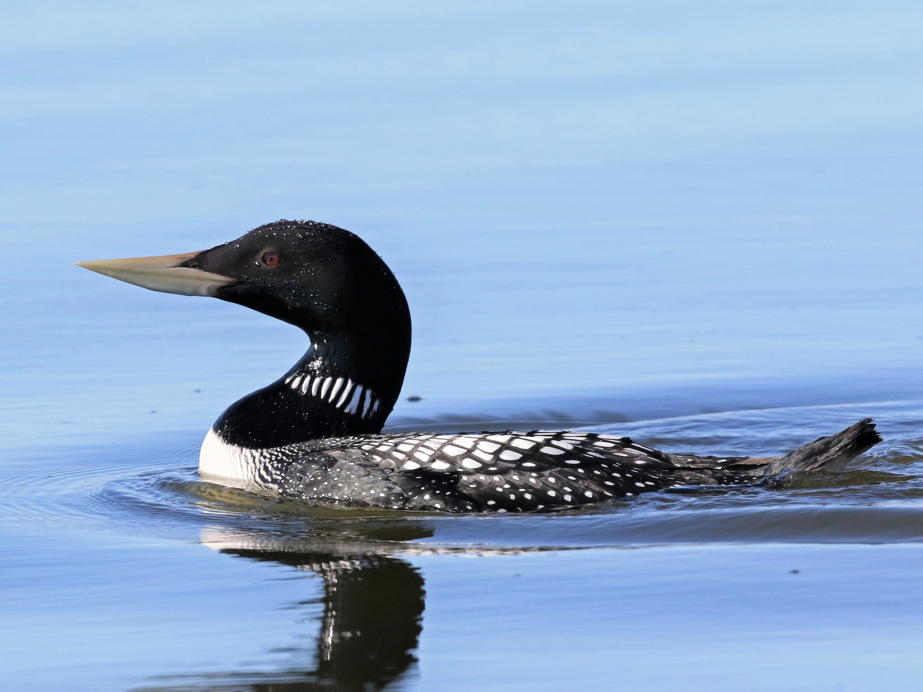 Yellow-billed Loon - eBird Québec